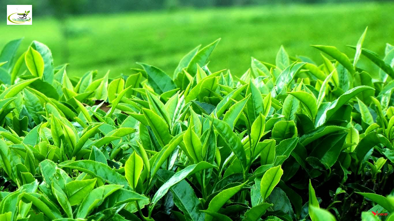 Chè Đoỏng Pán Giá Sỉ