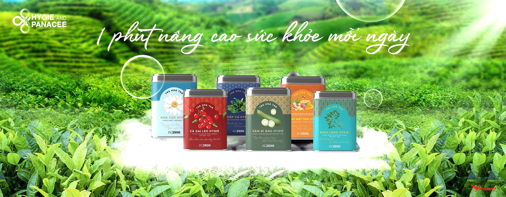 Dược Trà Hygie & Panacee Chính Hãng, Giá Sỉ