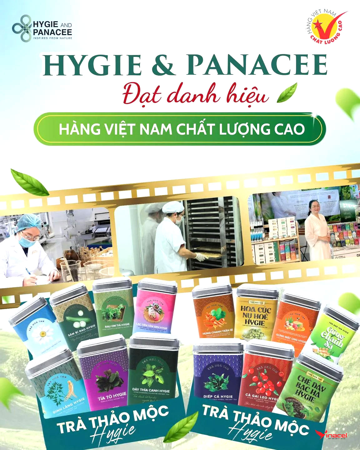 Dược Trà Hygie & Panacee Chính Hãng, Giá Sỉ