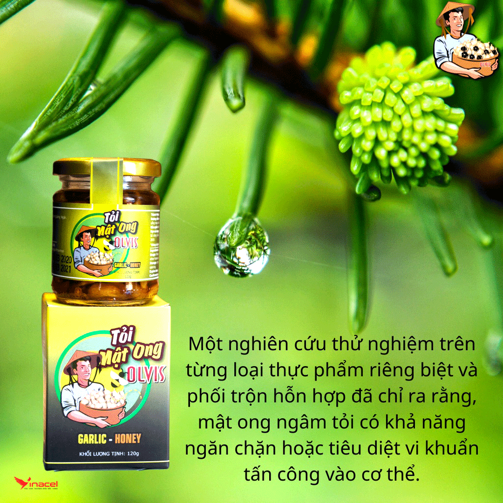 Tỏi Mật Ong Lý Sơn OLVIS Mua Ở Đâu Uy Tín Chất Lượng?